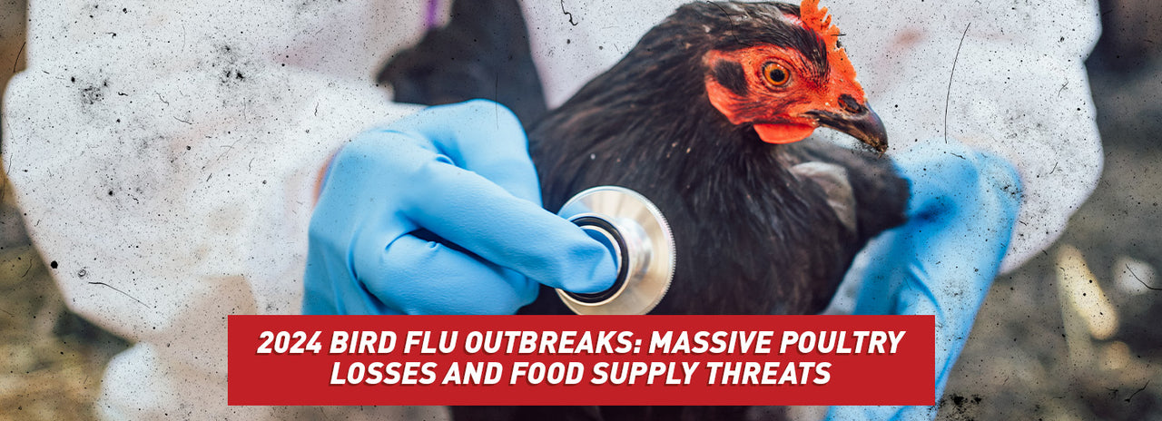 2024 Bird Flu Outbreaks: Massive Poultry Losses and Food Supply Threats ...