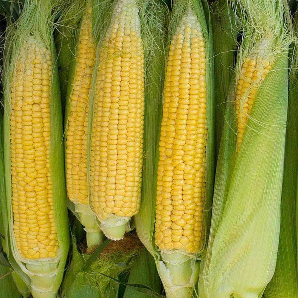 Heirloom Golden Bantam Yellow Sweet Corn Seeds | Grow Golden Bantam ...
